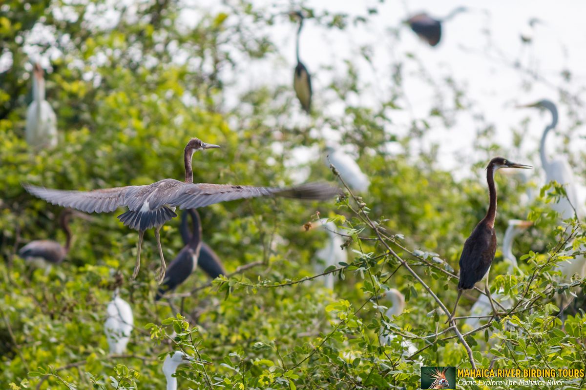 Birding Tour – Mahaica Tours